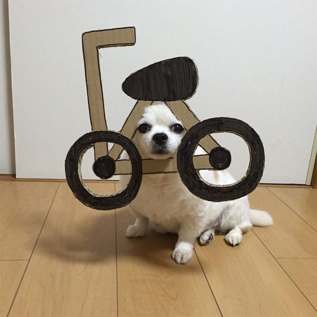 Photogenic Dog Loves Dressing Up in Elaborate Cardboard Cutouts | My ...