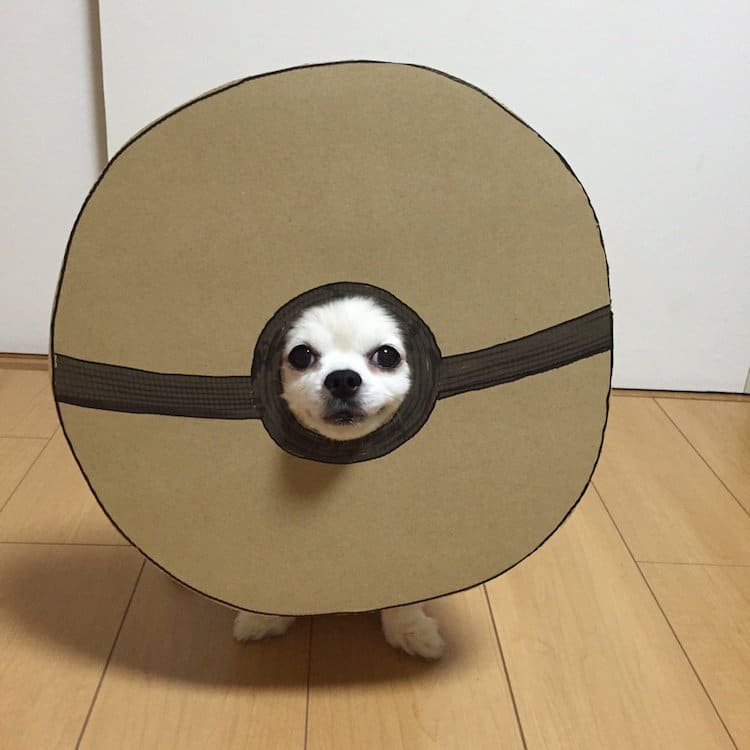 Photogenic Dog Loves Dressing Up in Elaborate Cardboard Cutouts | My ...