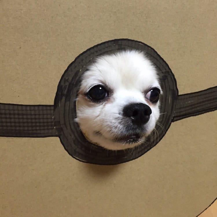 Photogenic Dog Loves Dressing Up in Elaborate Cardboard Cutouts | My ...