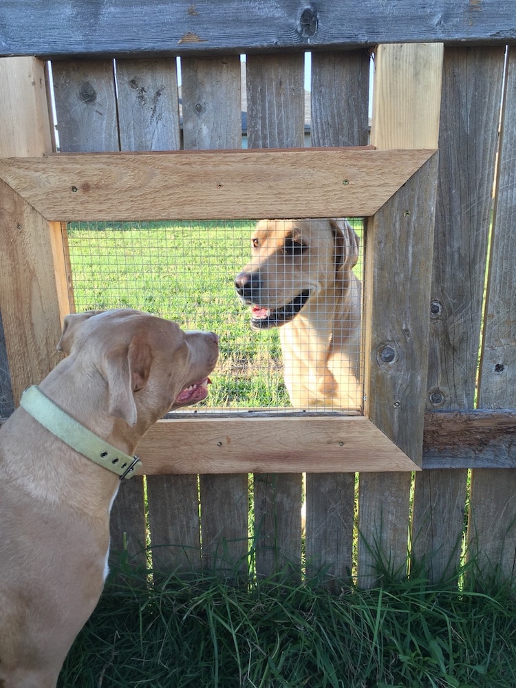 Man Builds Custom Fence Window for His Dogs to Say “Hello” to Their ...