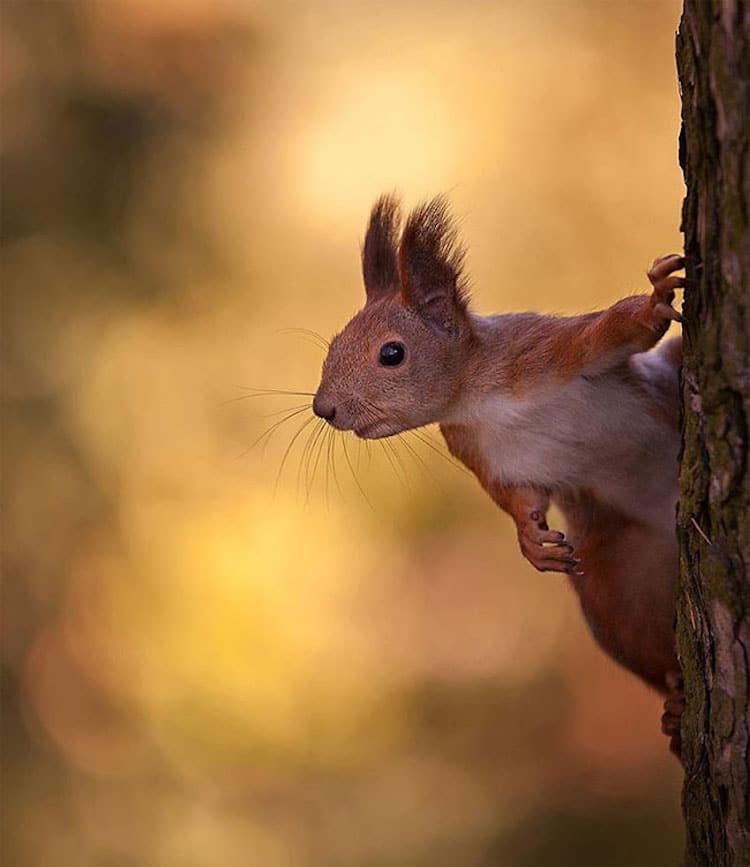 Expressive Portraits Capture the Soulful Beauty of Animals | My Modern Met