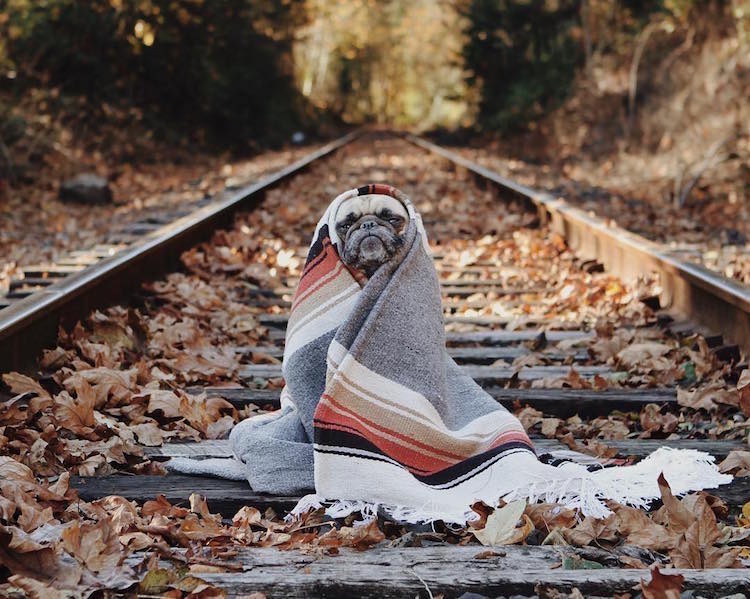 Photographer Shares Adorable Pug’s Silly Side While Going on Adventures ...
