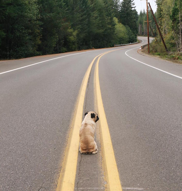 Photographer Shares Adorable Pug’s Silly Side While Going on Adventures ...