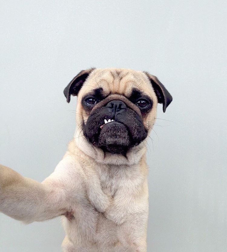 Photographer Shares Adorable Pug’s Silly Side While Going on Adventures ...