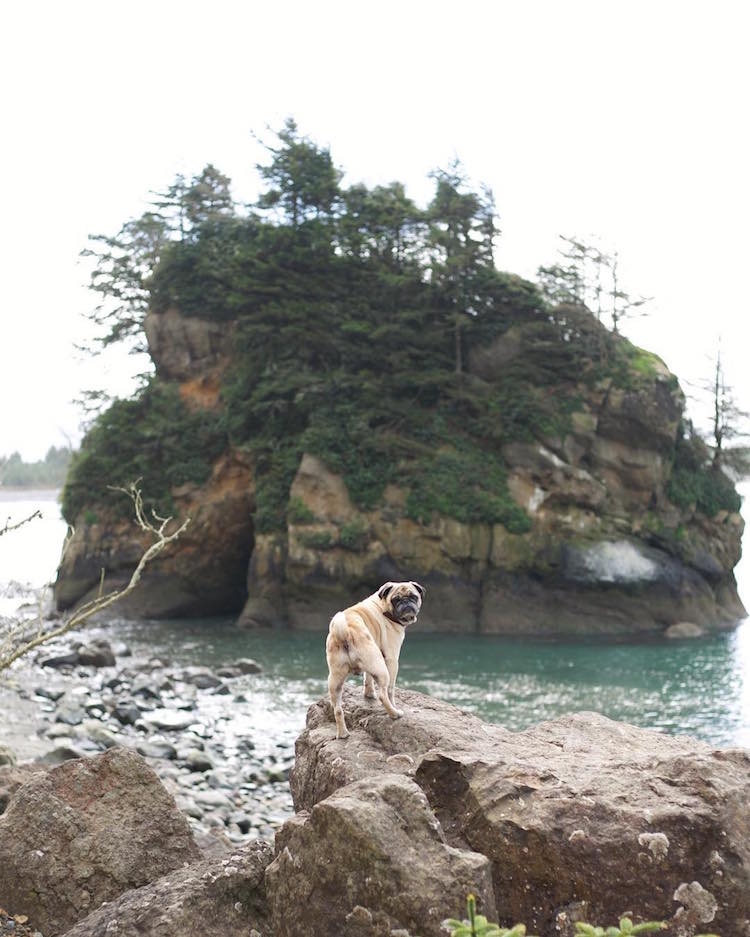 Photographer Shares Adorable Pug’s Silly Side While Going on Adventures ...