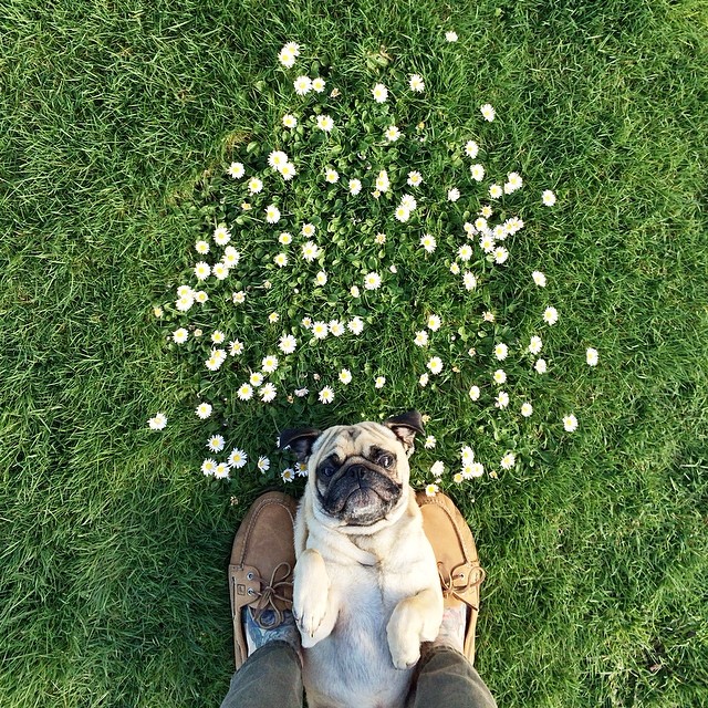 Photographer Shares Adorable Pug’s Silly Side While Going on Adventures ...