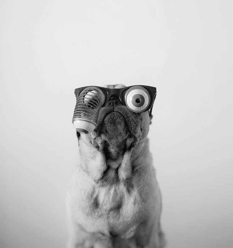 Photographer Shares Adorable Pug’s Silly Side While Going on Adventures ...