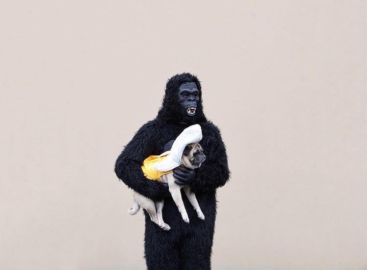 Photographer Shares Adorable Pug’s Silly Side While Going on Adventures ...