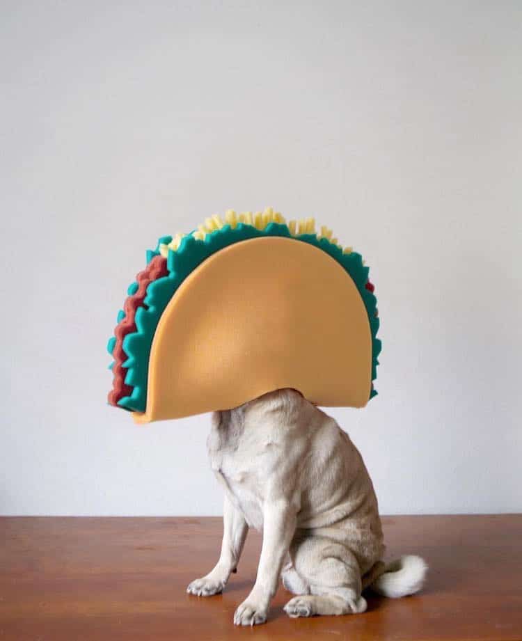 Photographer Shares Adorable Pug’s Silly Side While Going on Adventures ...