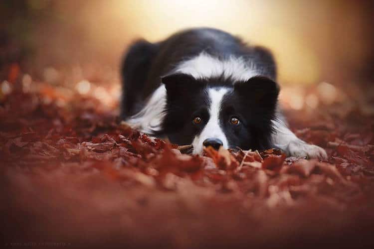 Soulful Portraits of Dogs Capture Their Unique Personalities Enjoying ...
