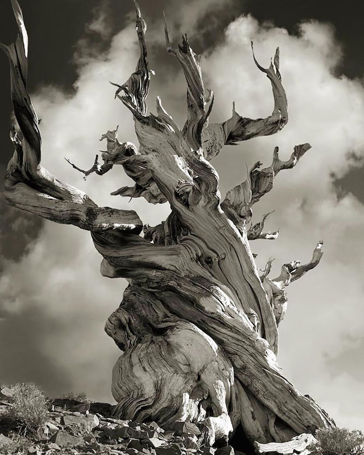 Photographer’s Incredible 14-Year Quest to Document the World’s Oldest ...