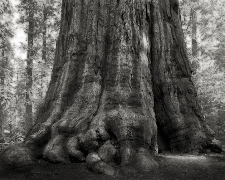 Photographer’s Incredible 14-Year Quest to Document the World’s Oldest ...