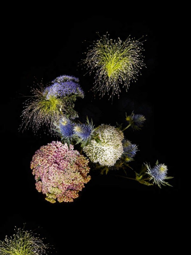 Dynamic Flower Arrangements Look Like Exploding Fireworks | My Modern Met