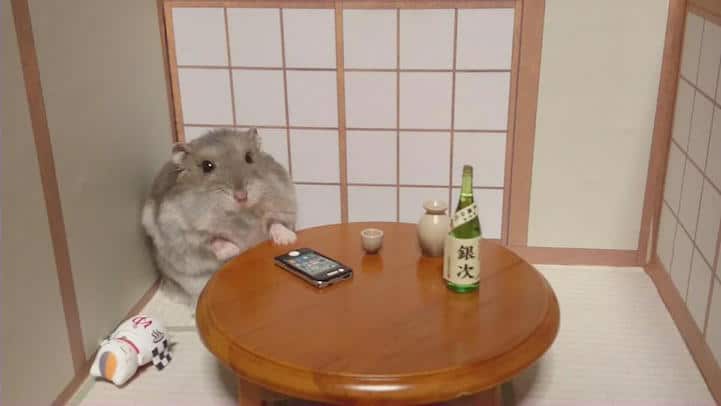 Adorable Hamster Bartenders Serving Tiny Food and Drinks | My Modern Met