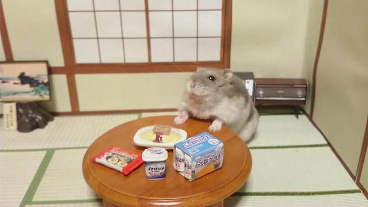 Adorable Hamster Bartenders Serving Tiny Food and Drinks | My Modern Met