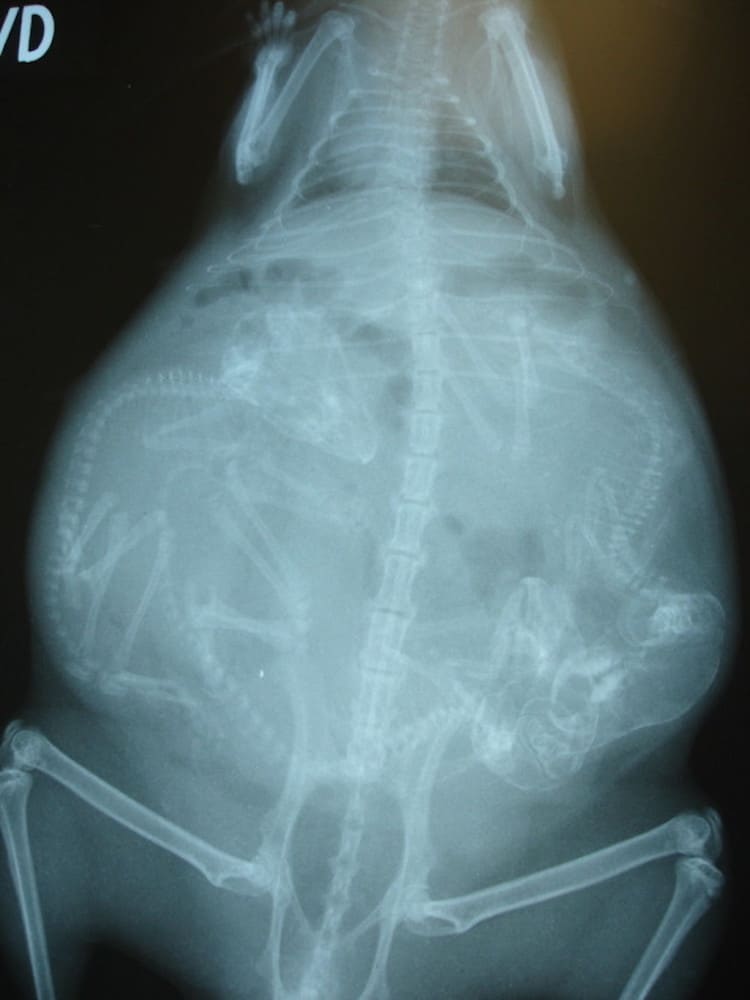 12 Incredible X-Rays Reveal How Different Pregnant Animals Look | My ...