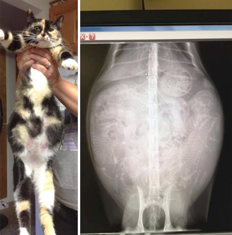 12 Incredible X-Rays Reveal How Different Pregnant Animals Look | My ...