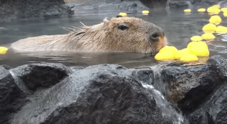 Adorable Capybaras Stay Warm in the Winter by Soaking in Luxurious Hot ...