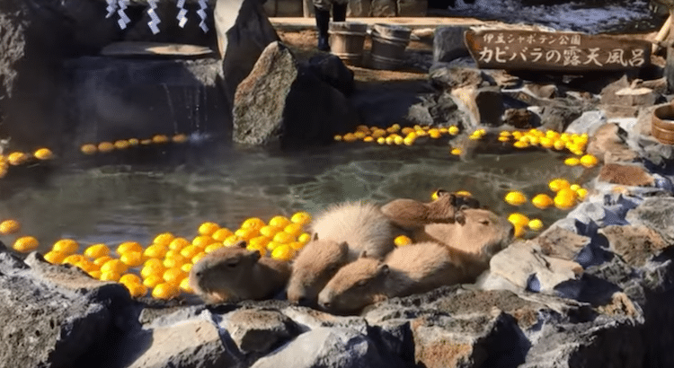 Adorable Capybaras Stay Warm in the Winter by Soaking in Luxurious Hot ...
