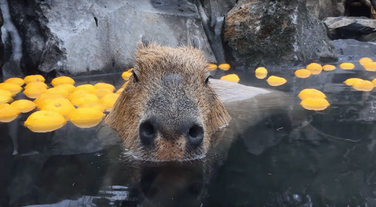 Adorable Capybaras Stay Warm in the Winter by Soaking in Luxurious Hot ...