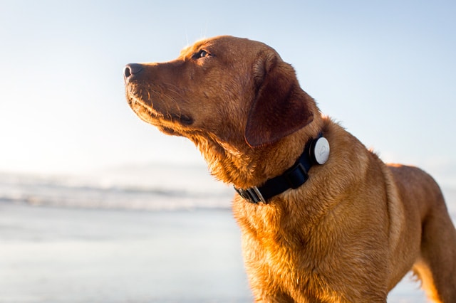 Clever Dog Collar Gadget Monitors Pet's Daily Activities