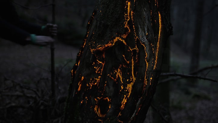 Projection Mapping Turns Forest Into Twinkling Bioluminescent ...