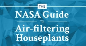 NASA Has Compiled a List of the Best Air-Cleaning Plants for Your Home