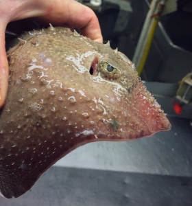 Deep Sea Fish Caught by Russian Fisherman Are Fascinatingly Terrifying