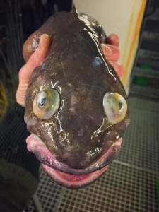 Deep Sea Fish Caught by Russian Fisherman Are Fascinatingly Terrifying
