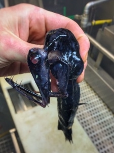 Deep Sea Fish Caught by Russian Fisherman Are Fascinatingly Terrifying