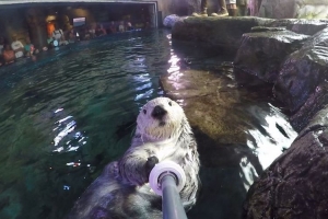 25 Animal Selfies Whose Picture Taking is On Point