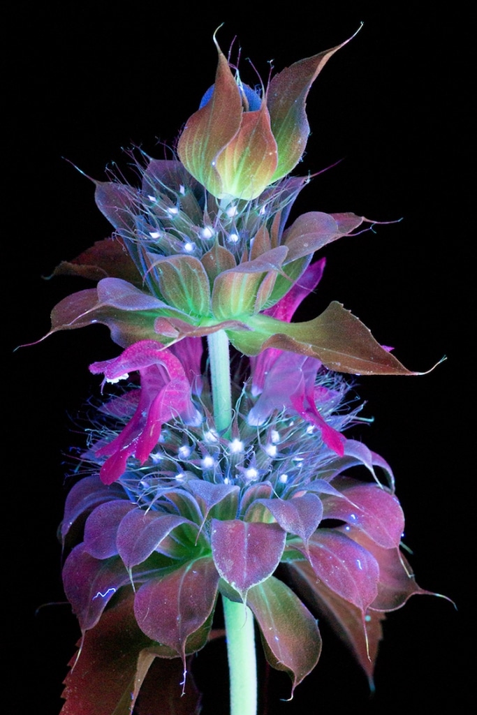 Photographer Uses UV Light to Capture Shimmering Shots of Fluorescent ...