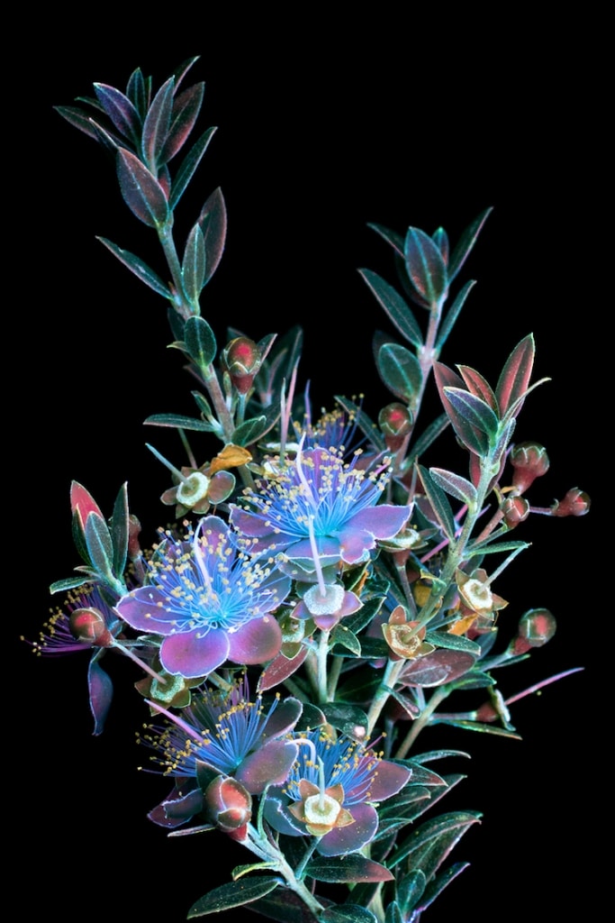 Photographer Uses UV Light to Capture Shimmering Shots of Fluorescent ...
