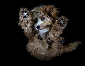 Underdogs Project Reveals Adorable Dog Photos Taken From Underneath