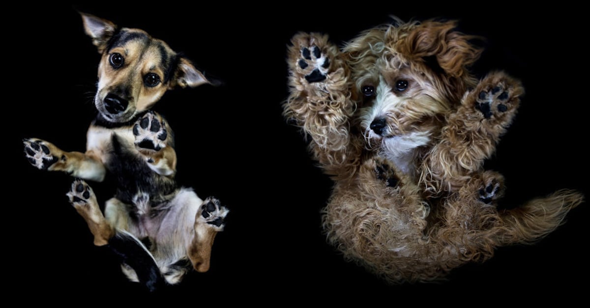 Underdogs Project Reveals Adorable Dog Photos Taken From Underneath