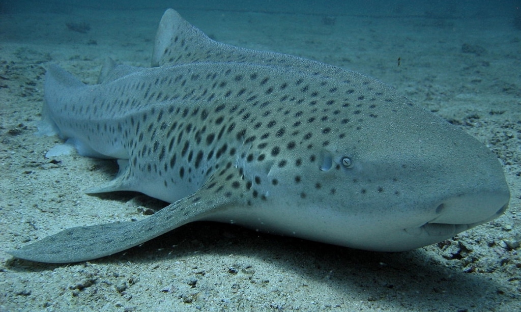 Female Zebra Shark Flips to Asexual Reproduction After Years in Isolation