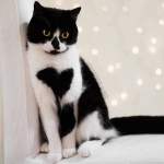 Cute Cat Wears Her Heart on Her Chest... Literally