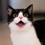 Cute Cat Wears Her Heart on Her Chest... Literally