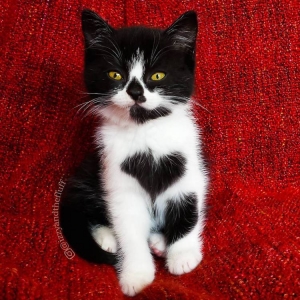 Cute Cat Wears Her Heart on Her Chest... Literally