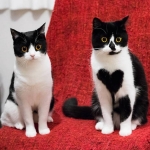 Cute Cat Wears Her Heart on Her Chest... Literally