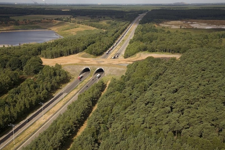 These Wildlife Crossings are Animal Bridges to Ensure Animal Safety