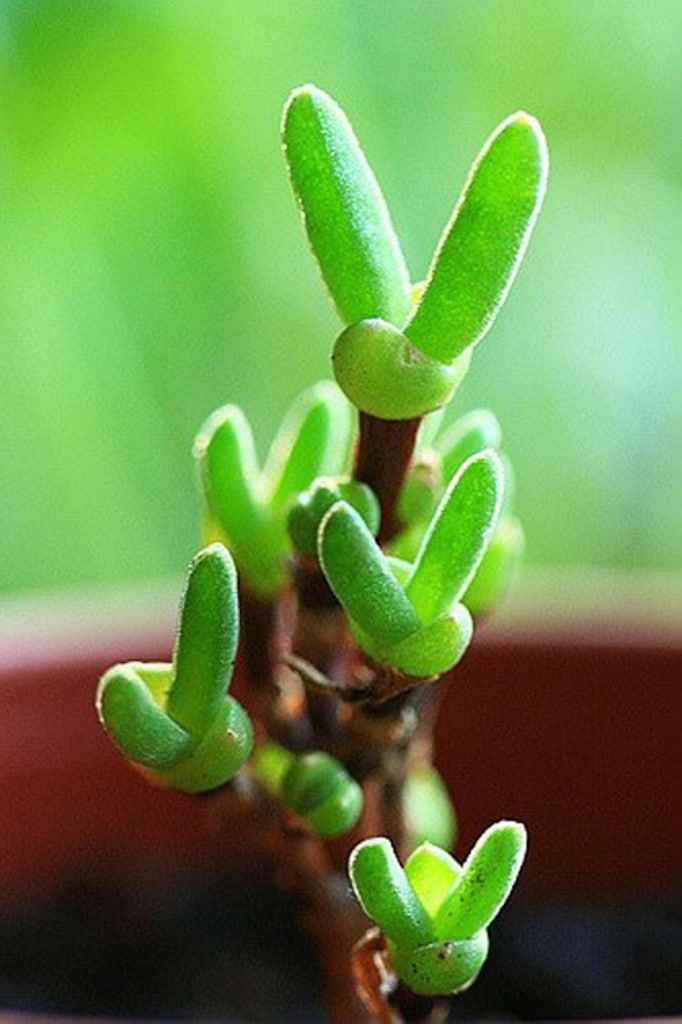 Monilaria Obconica: Looks Like Adorable Rabbit Ear Plant