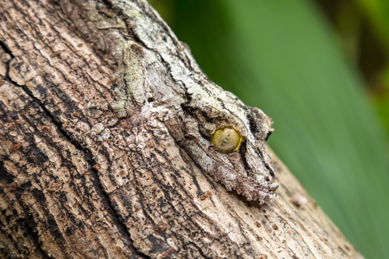 23 Camouflage Animals That You Have to See to Believe