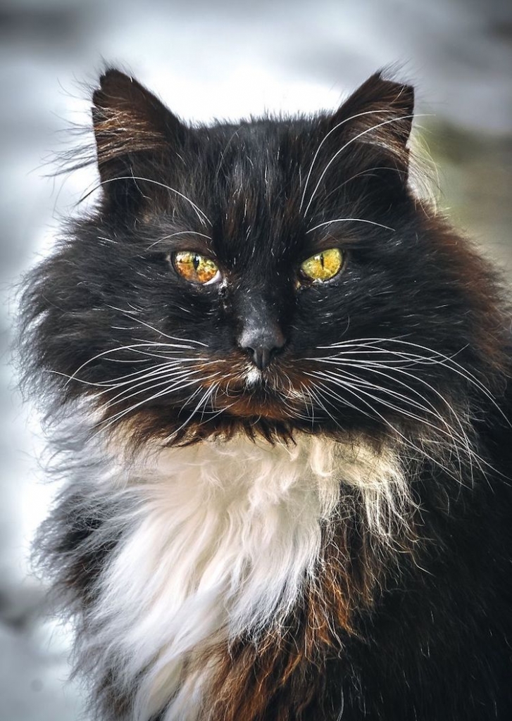 Dignified Portraits of Stray Cats Celebrate the Unique Beauty of ...