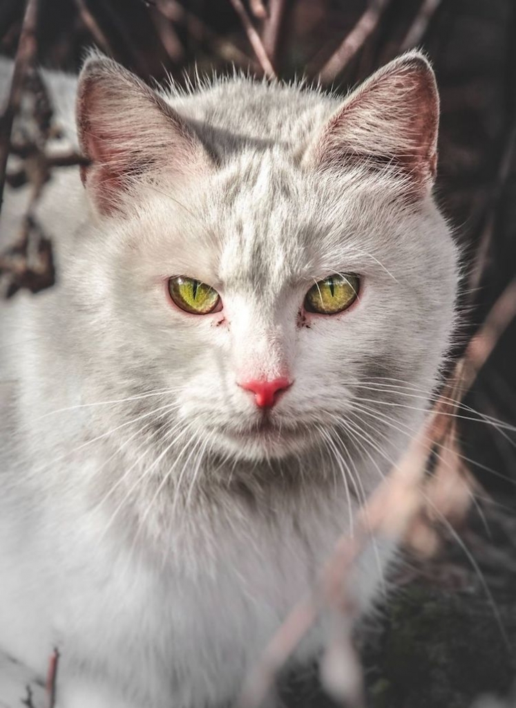 Dignified Portraits of Stray Cats Celebrate the Unique Beauty of ...