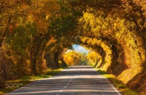 20+ Stunning Nature Tunnels That Are Like Walking Through a Fairy Tale