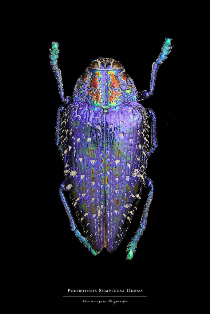 Colorful Insect Macro Photography by Francesco Bagnato