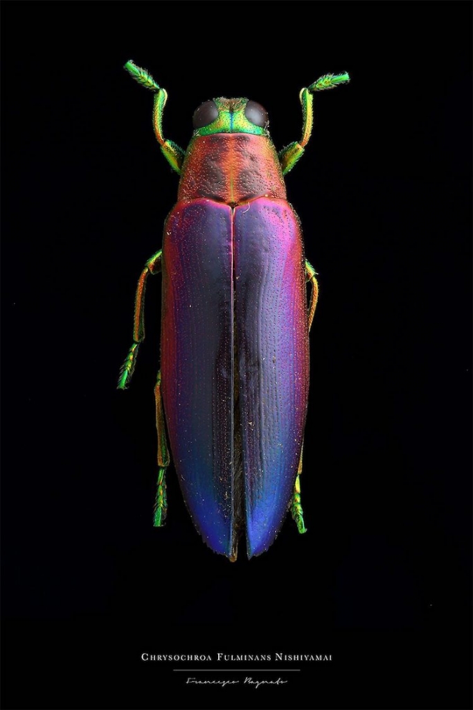 Colorful Insect Macro Photography by Francesco Bagnato