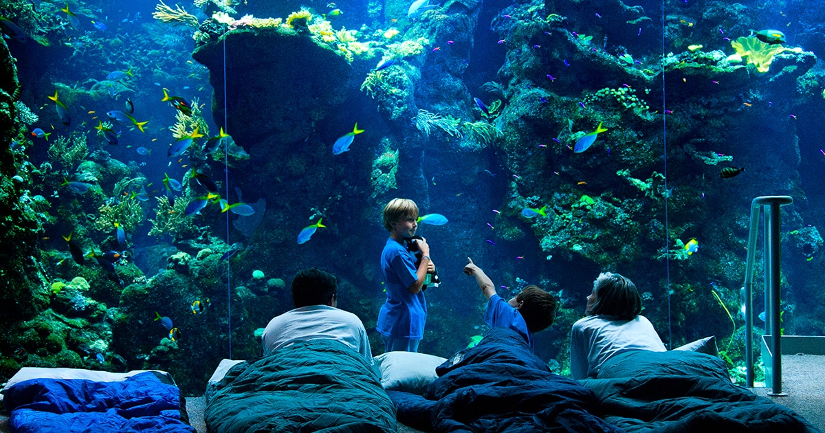 Museum Sleepovers Bring A Night at the Museum to Life