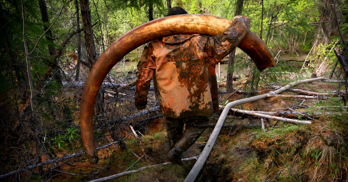 Mammoth Hunters Risk Their Lives in the Pursuit of Tusks in Siberia